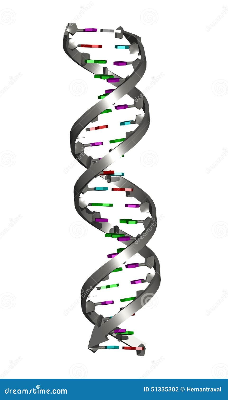 DNA Double Helix stock illustration. Illustration of digital - 51335302 DNA Double Helix stock illustration. Illustration of digital - 51335302