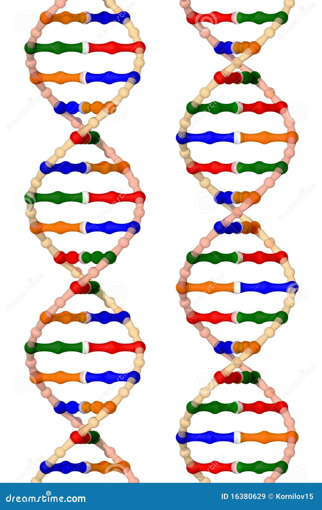 DNA Helixes (isolated on a White Background) Stock Illustration ...