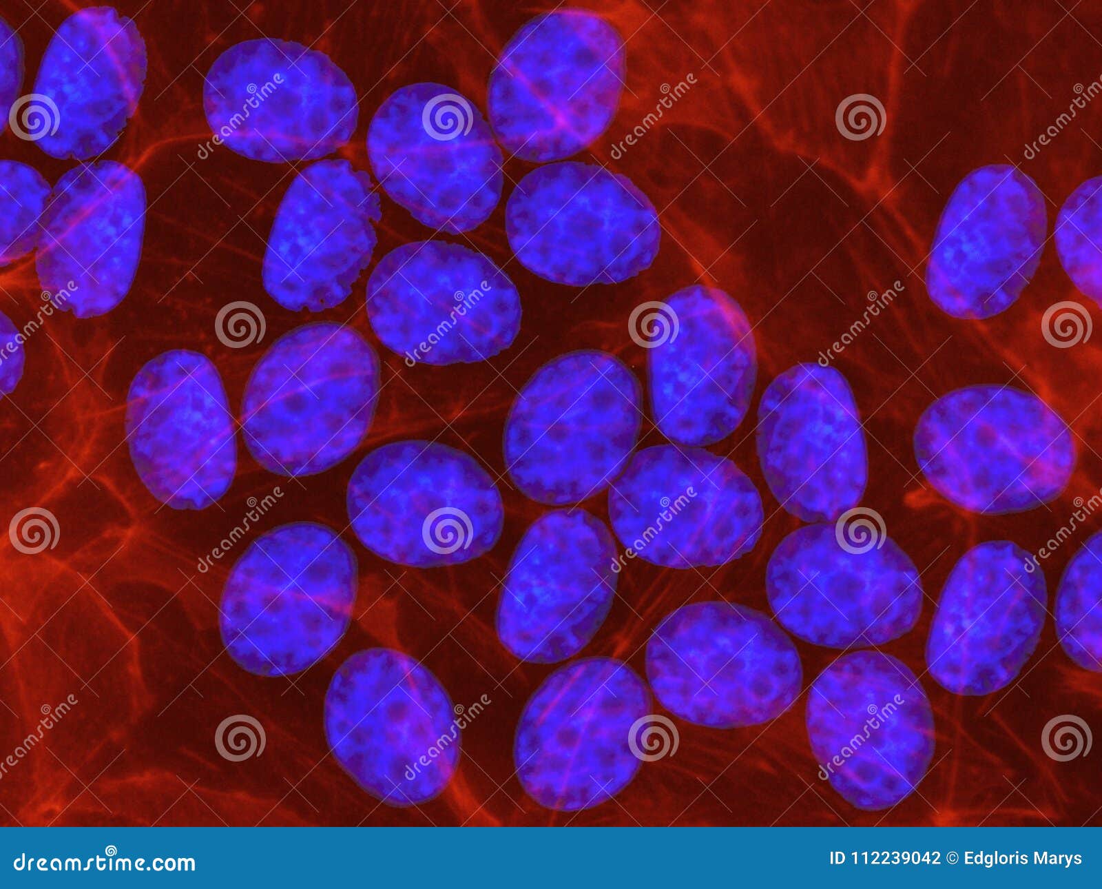 The DNA of Human Embryonic Stem Cells Stained in Blue with Fluorescent ...