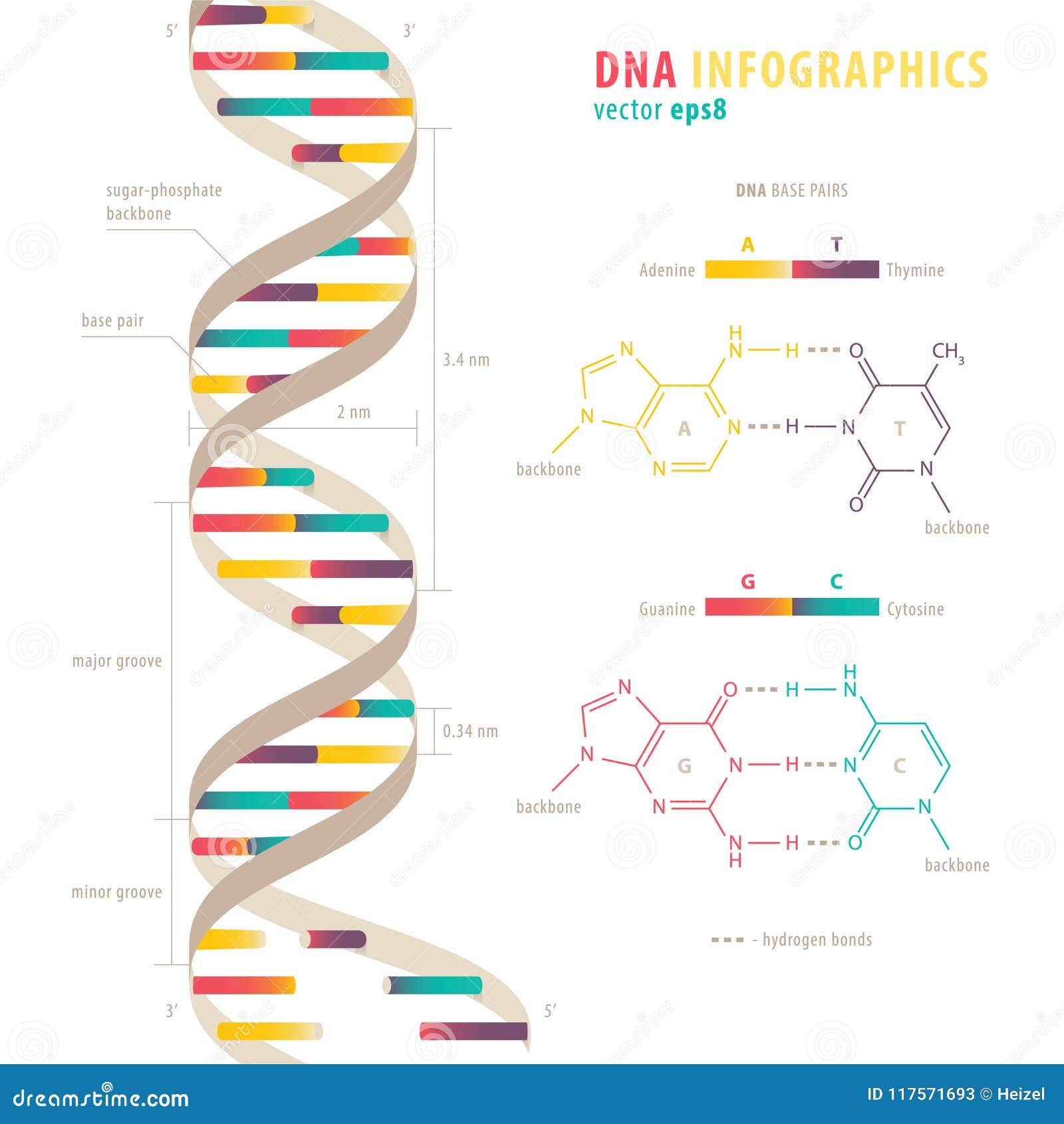 DNA-infographics vektor abbildung. Illustration von molekül - 117571693