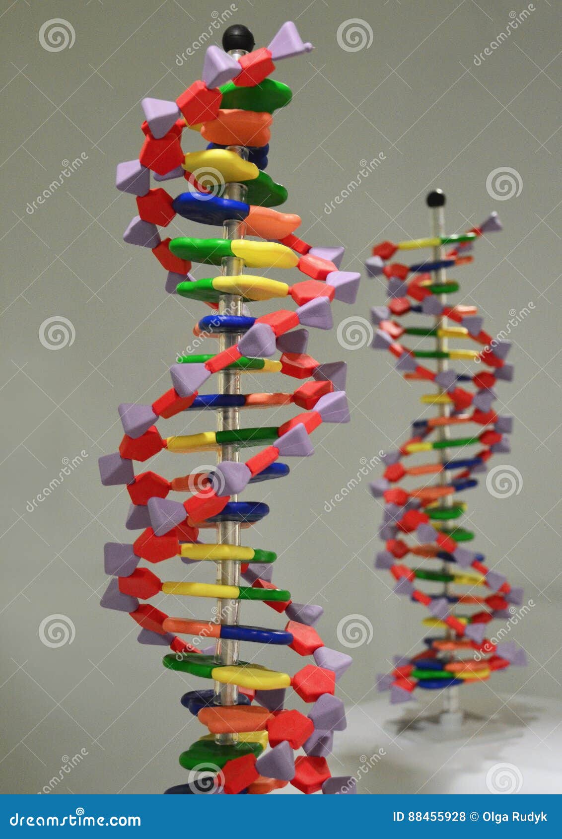 DNA model stock photo. Image of model, genetics, acid - 88455928