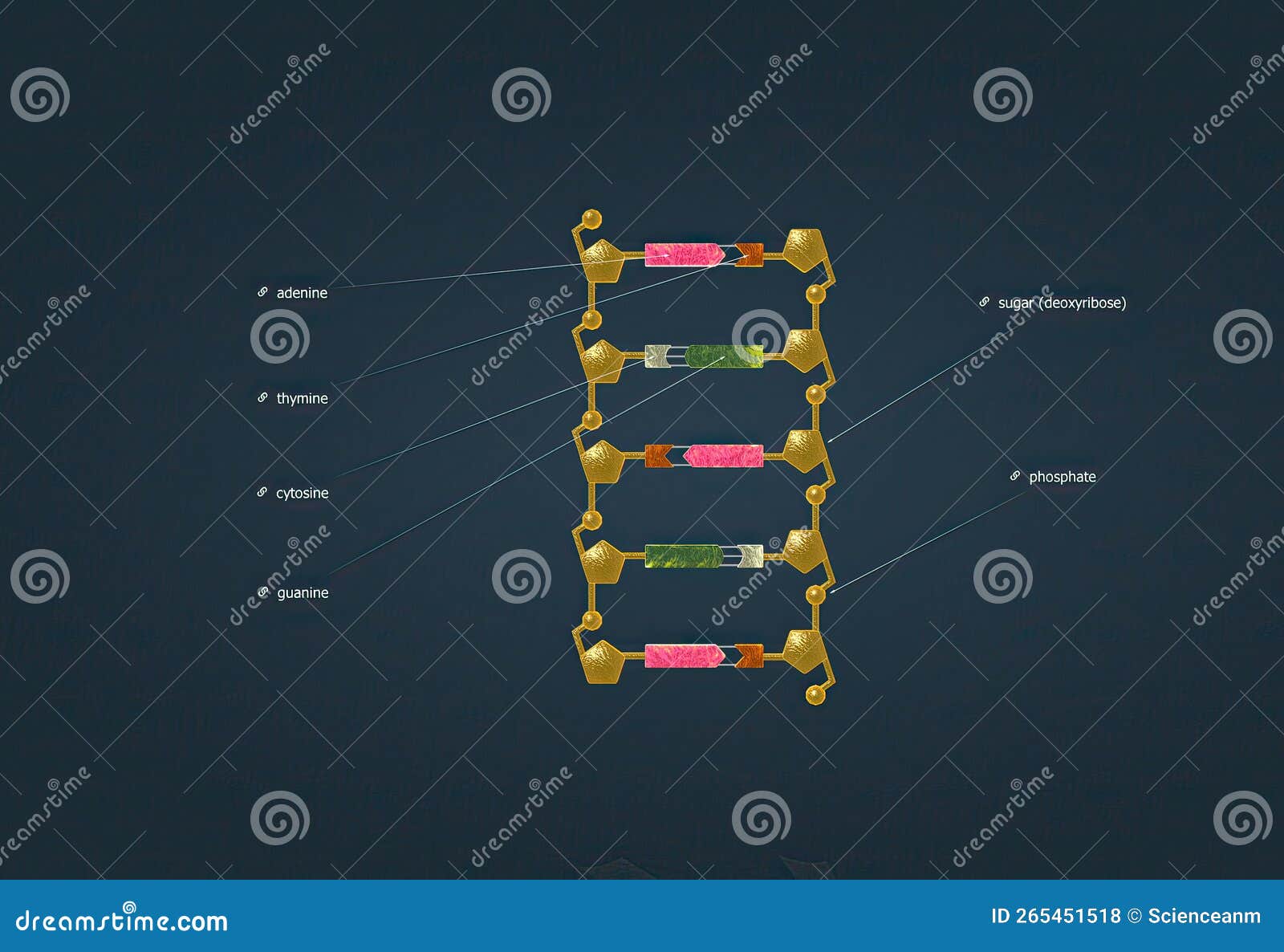 Dna is the Molecule that Carries Genetic Information for the ...