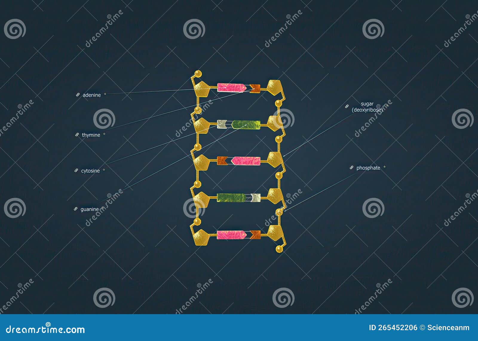 Dna is the Molecule that Carries Genetic Information for the ...