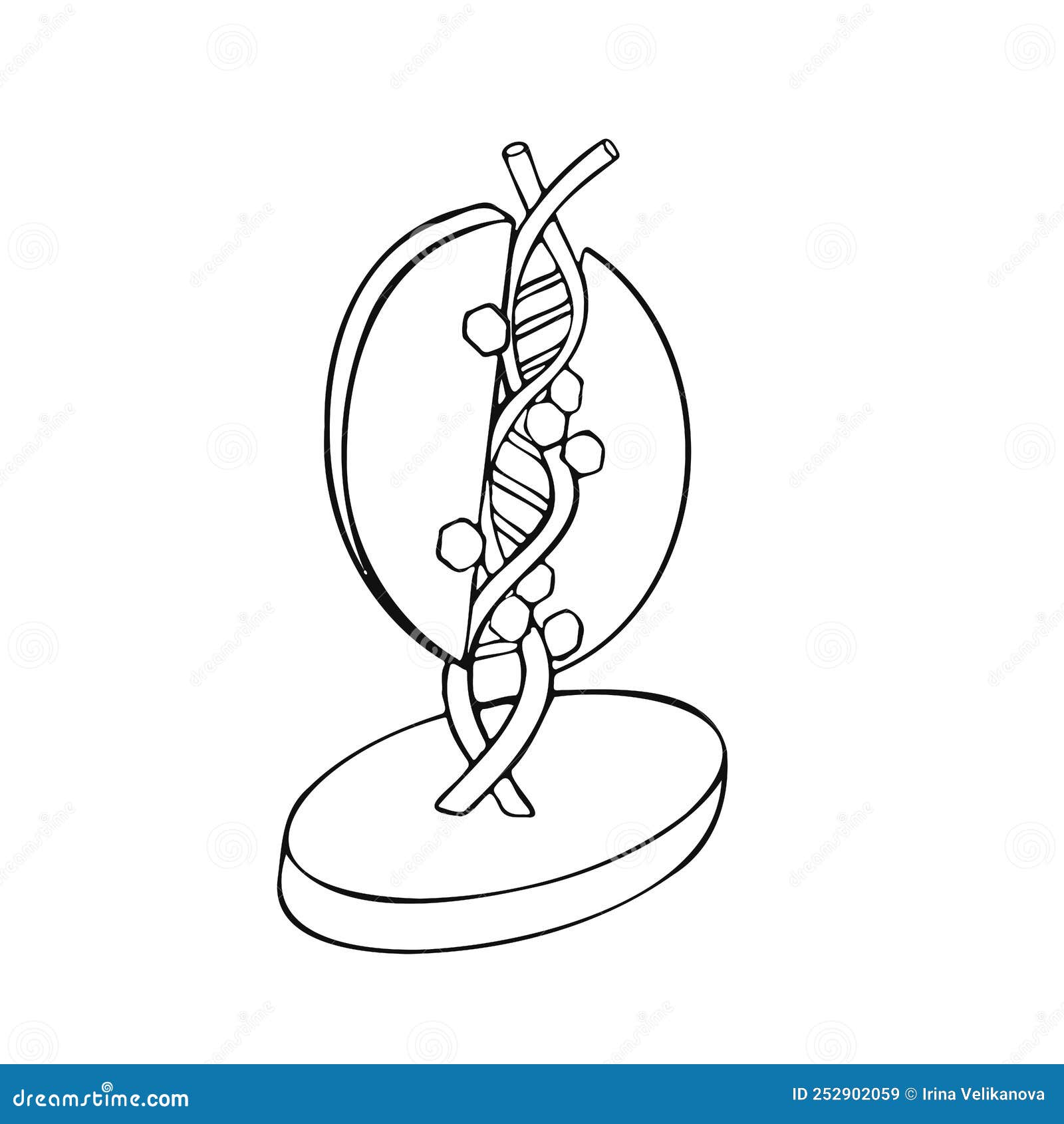 DNA Molecule Volumetric Illustration Outline and Vector Stock Vector ...