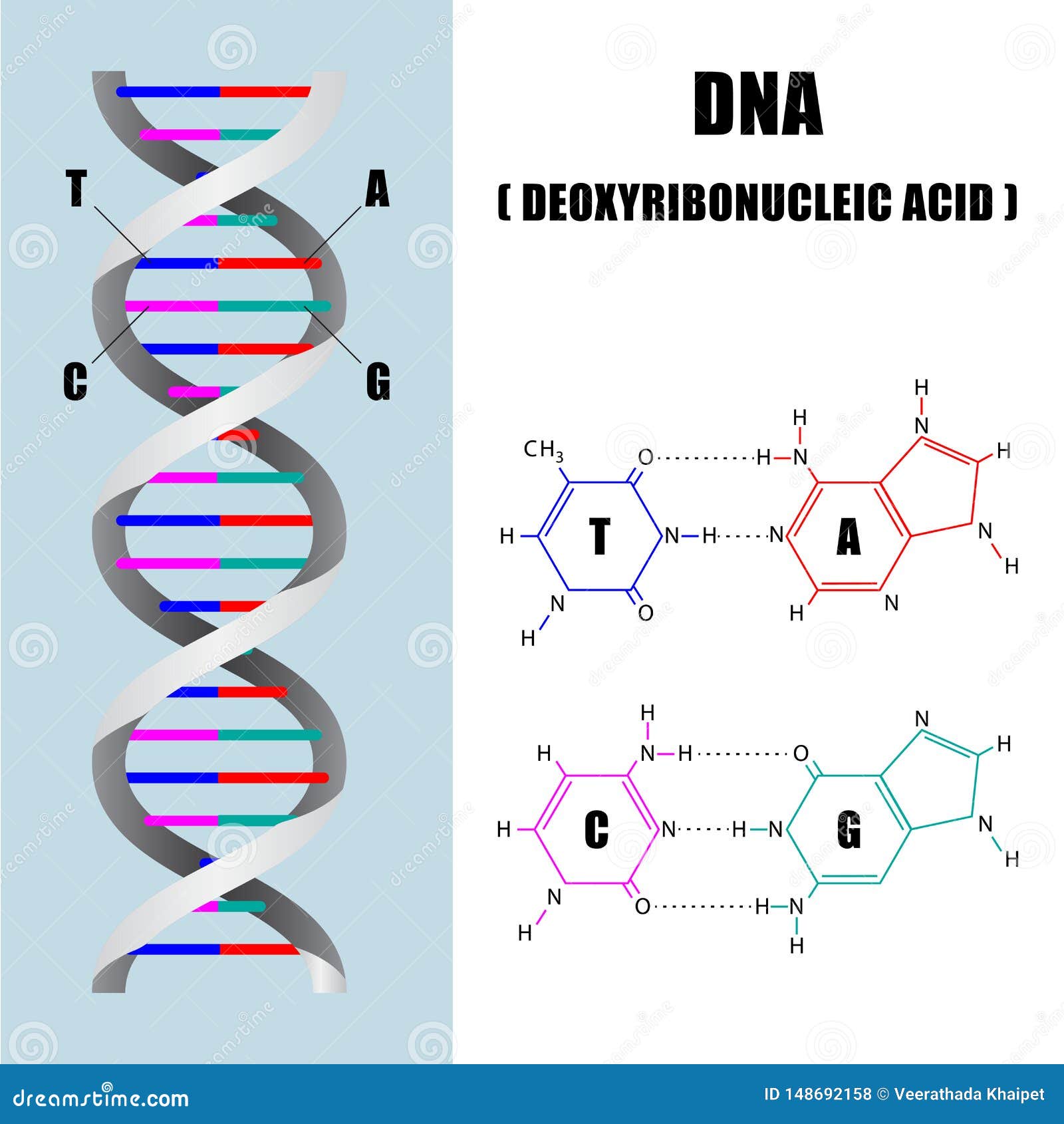 DNA molecules structure stock vector. Illustration of biology - 148692158