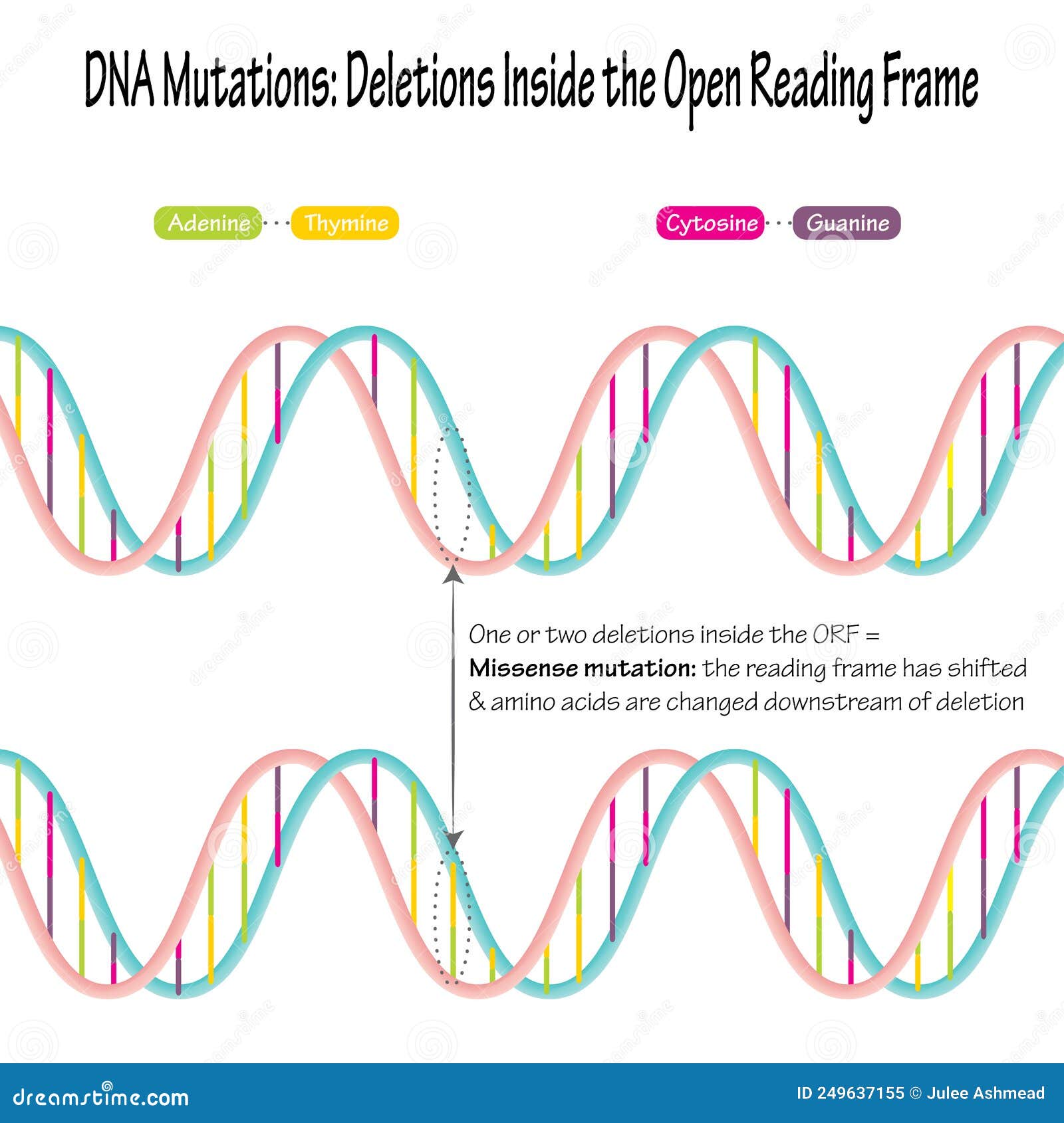 DNA Mutations Nonsense Mutations Diagram Illustration | CartoonDealer ...