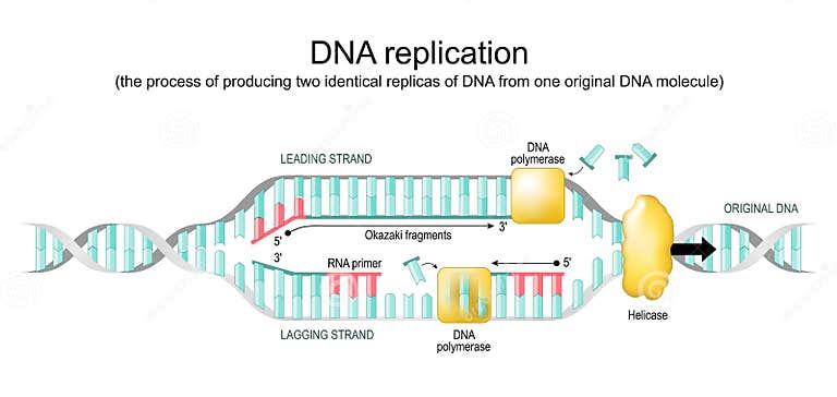 DNA Replication. Replication Fork Stock Vector - Illustration of life ...