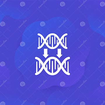 DNA Replication Icon, Genetics Vector Stock Vector - Illustration of ...