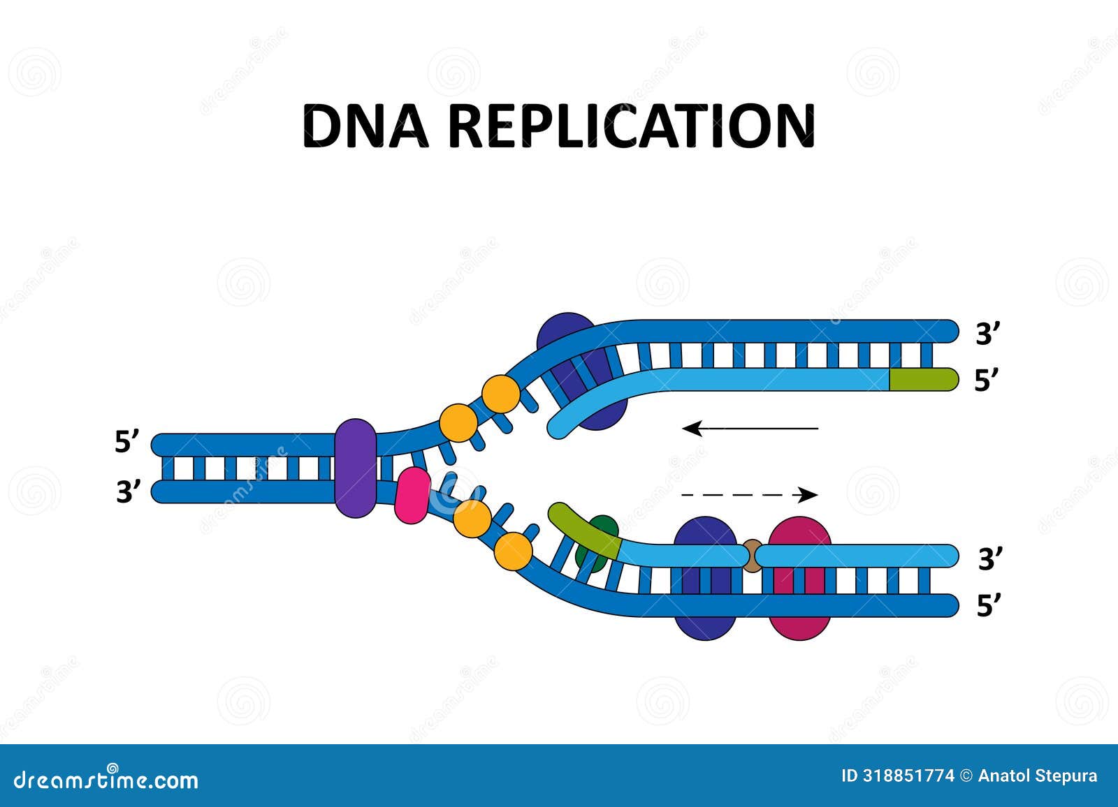 DNA Replication Process. Vector Illustration | CartoonDealer.com #318851774 DNA Replication Process. Vector Illustration | CartoonDealer.com #318851774