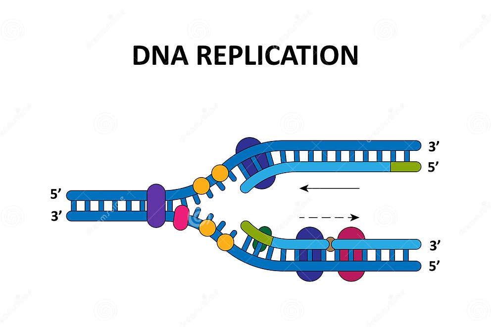 DNA replication process. stock vector. Illustration of template - 318851774