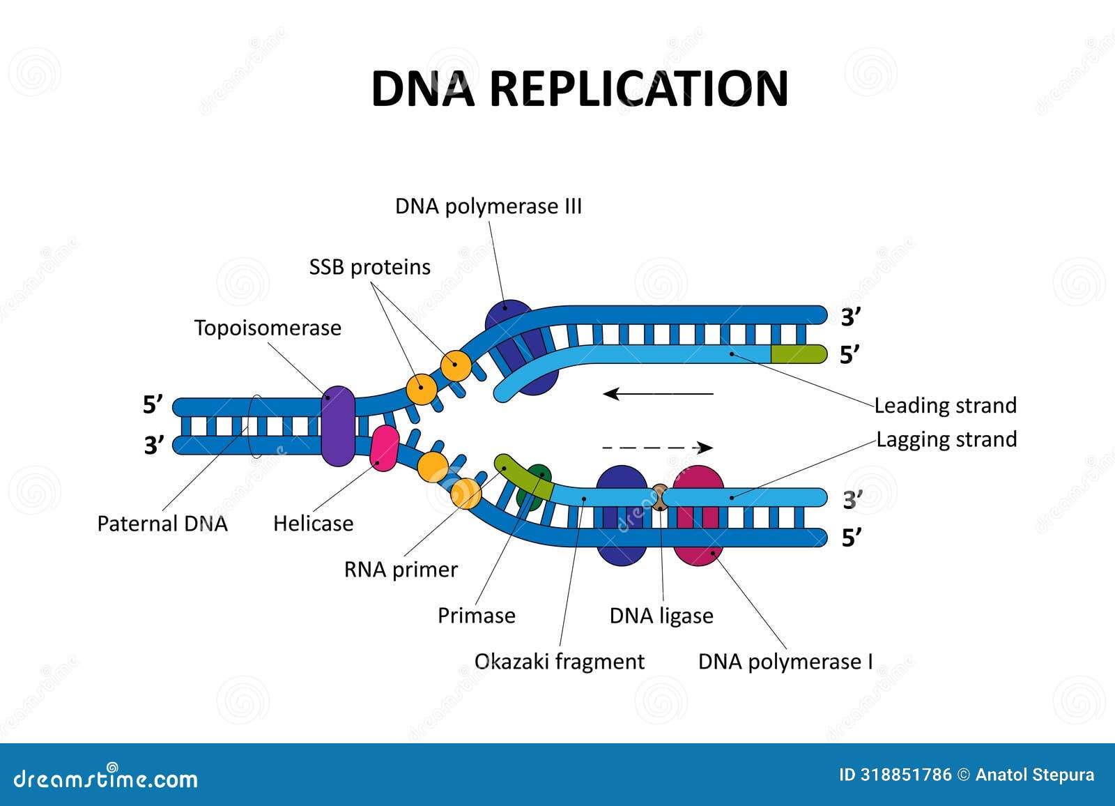 DNA replication stock vector. Illustration of molecular - 318851786 DNA replication stock vector. Illustration of molecular - 318851786