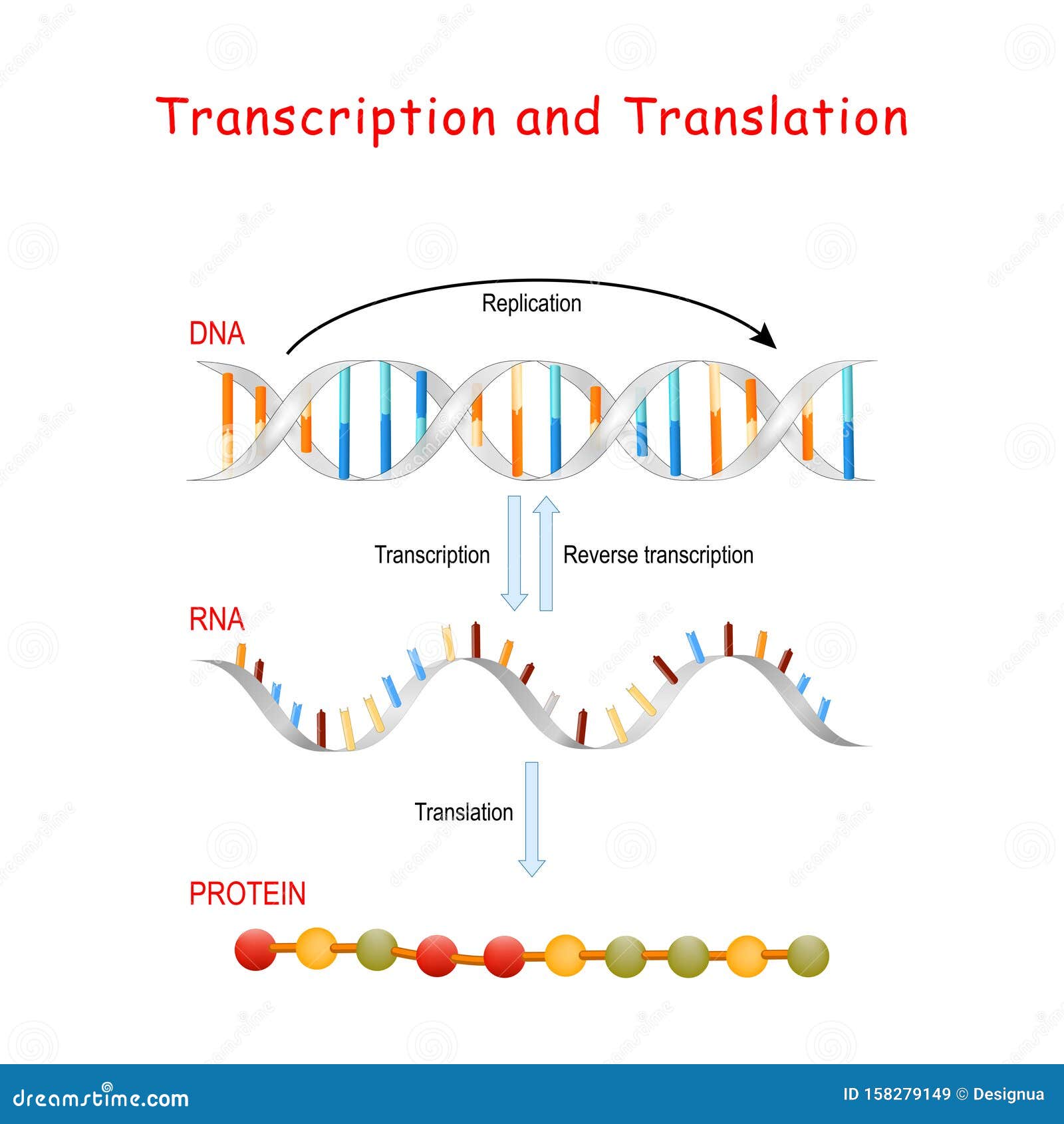 DNA Replication, Protein Synthesis, Transcription and Translation Stock ... DNA Replication, Protein Synthesis, Transcription and Translation Stock ...