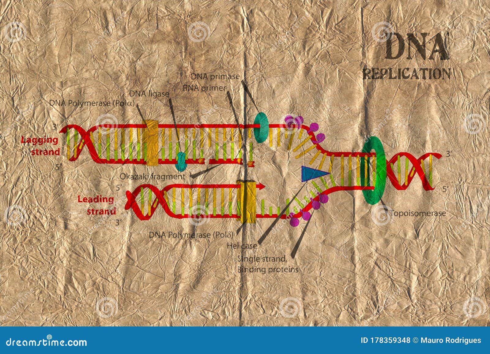 Dna Replication Rna Mrna Protein Synthesis Transcription And