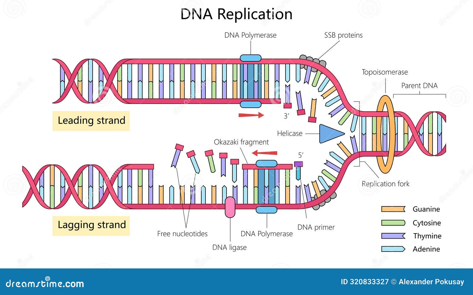 DNA Replication Process. Vector Illustration | CartoonDealer.com #318851774 DNA Replication Process. Vector Illustration | CartoonDealer.com #318851774