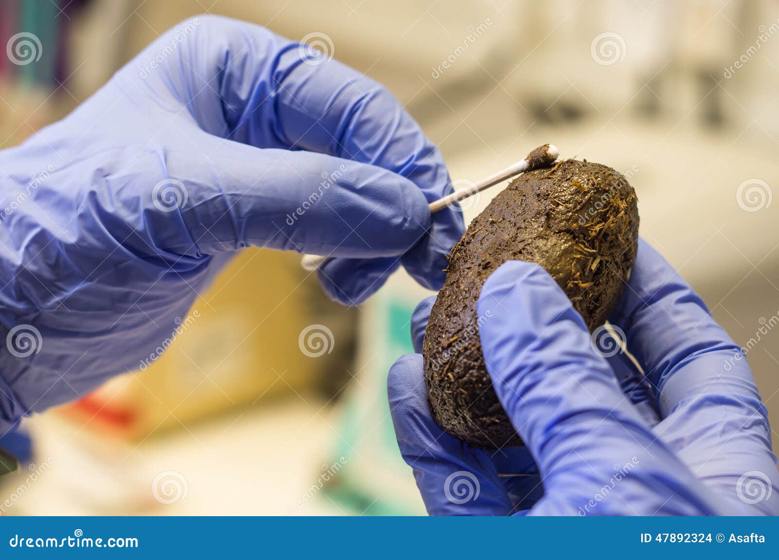 DNA Sampling from Animal Feces Stock Photo - Image of glove, blue: 47892324