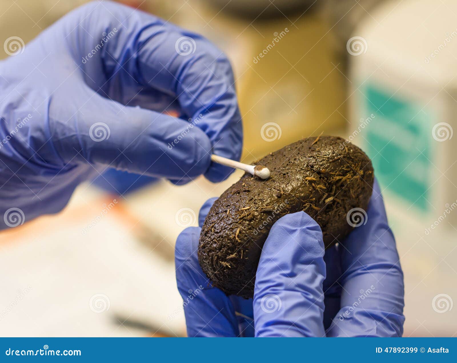 DNA Sampling from Animal Feces Stock Image - Image of dung, extract ...