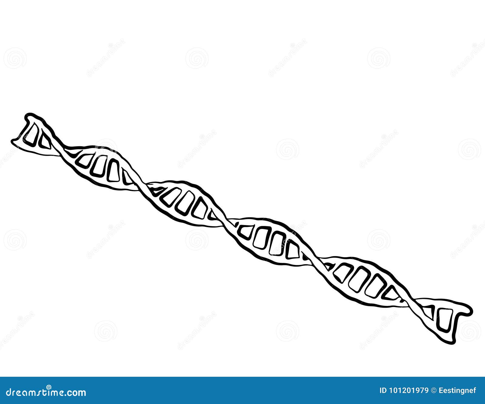 DNA Spiral. Isolated on White Background. Vector Outline Illustration ...