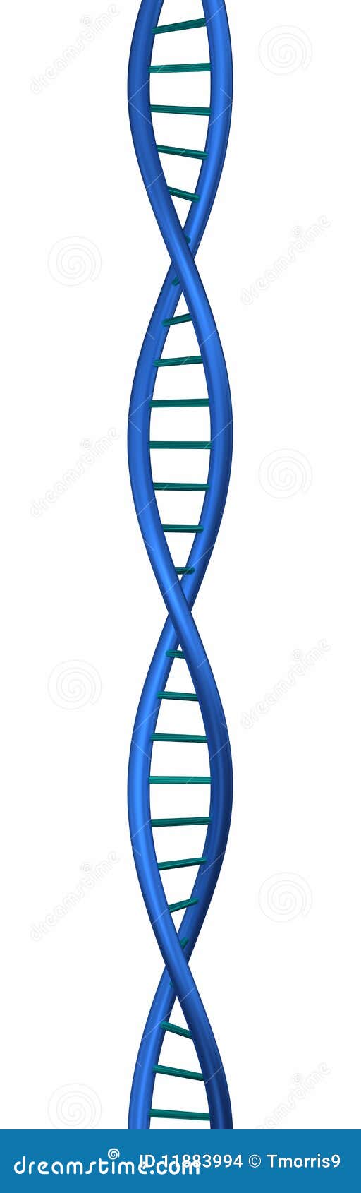 DNA strand stock illustration. Image of biology, spiral - 11883994