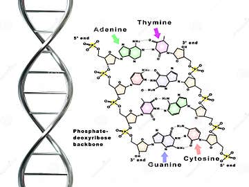 DNA Strand stock illustration. Illustration of white, growth - 4157187