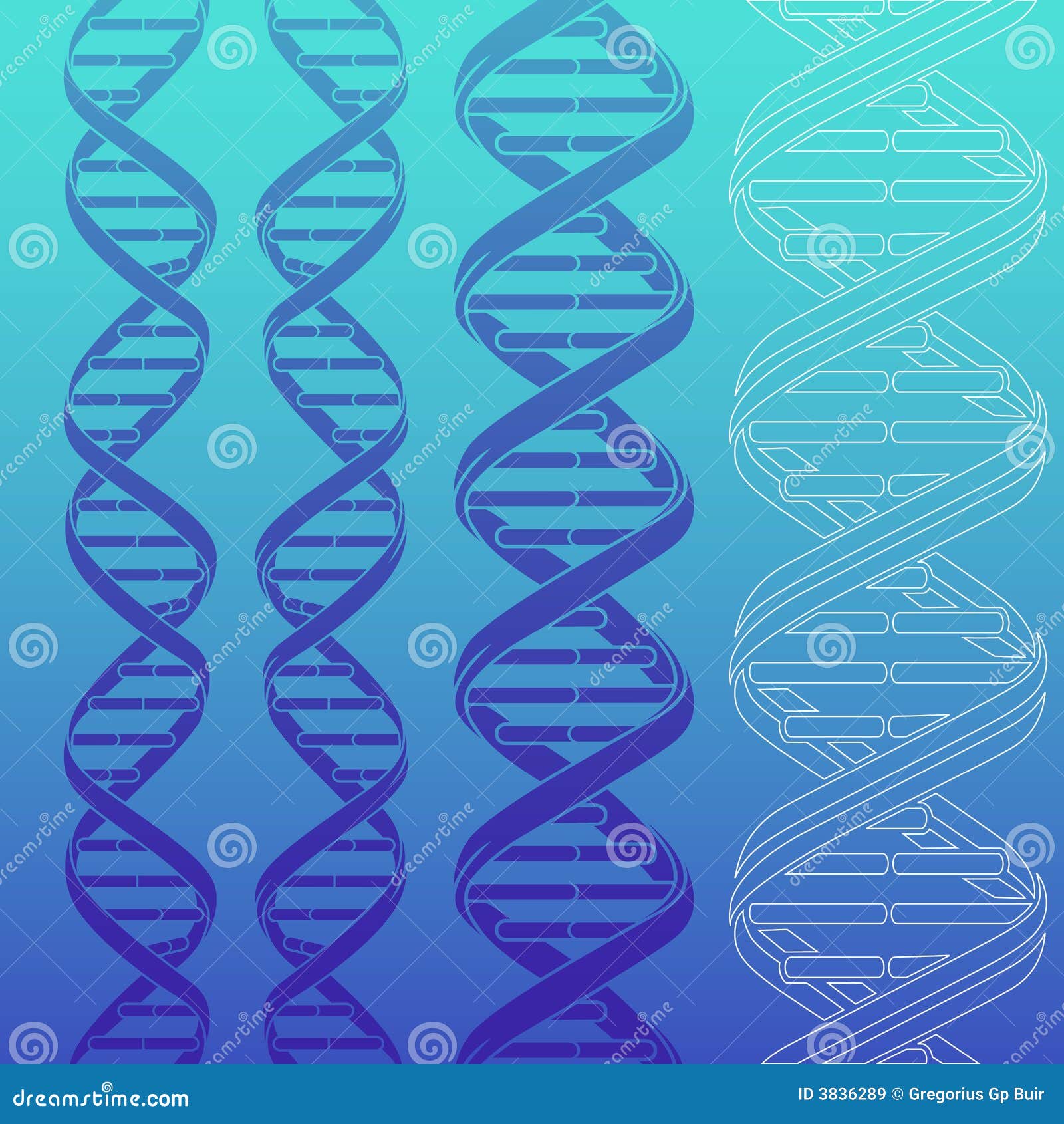 DNA strands stock vector. Illustration of disease, health - 3836289