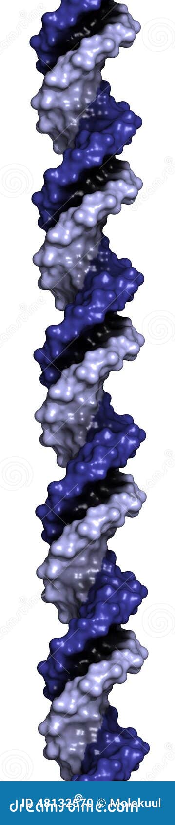 DNA structure, B-DNA form. stock illustration. Illustration of ...