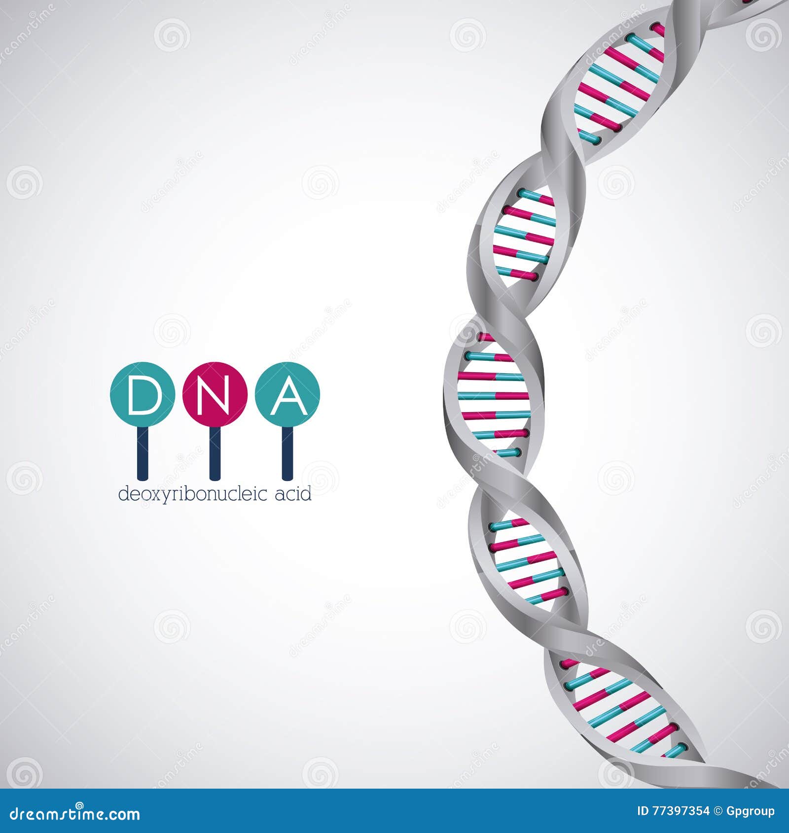 The Structure Of The Chromosome Infographics Vector Illustration On