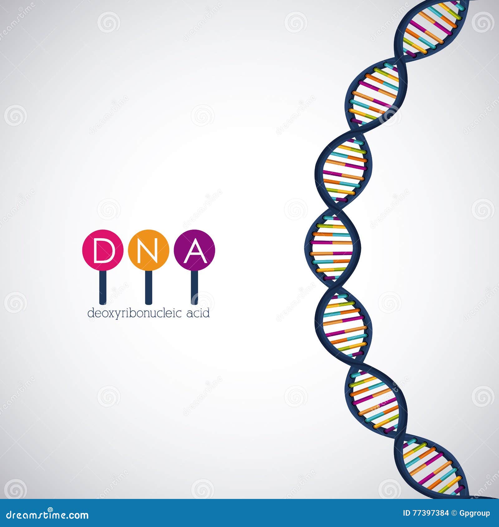 The Structure Of The Chromosome Infographics Vector Illustration On