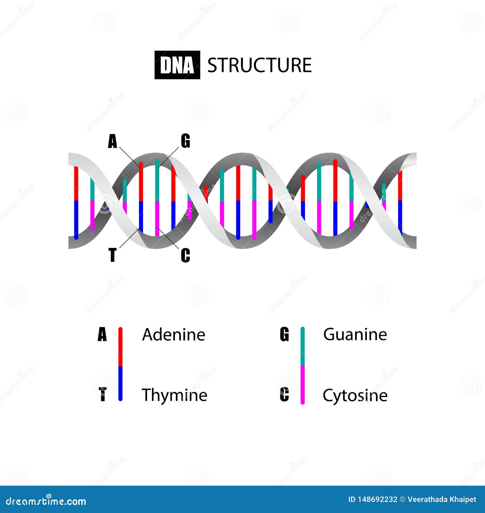 DNA Structure. Deoxyribonucleic Acid. Vector Set Of Frames Chemistry ...