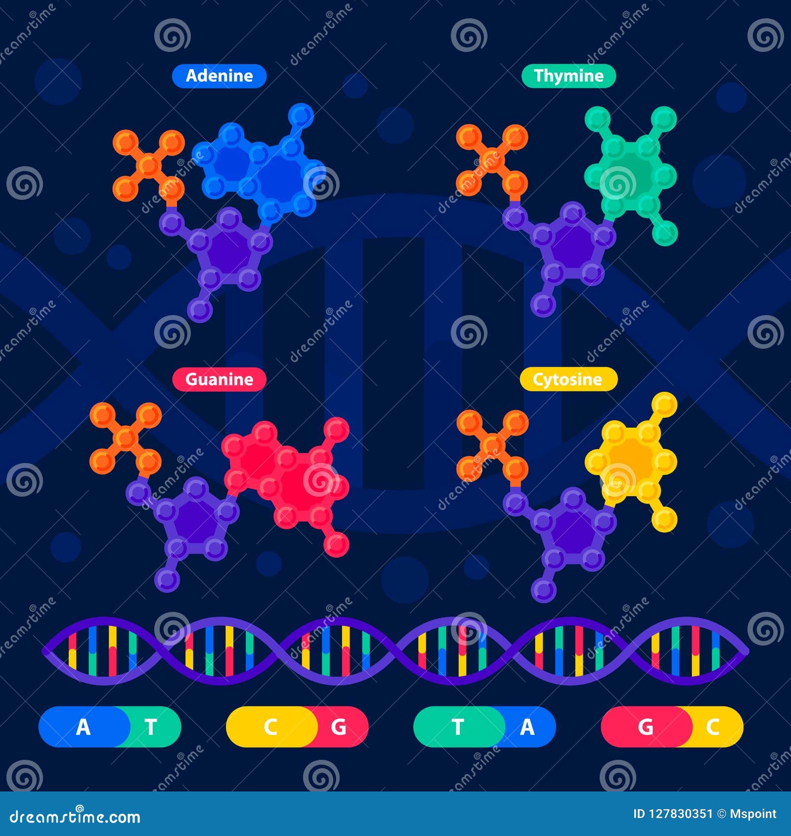 Dna Structure Model Project