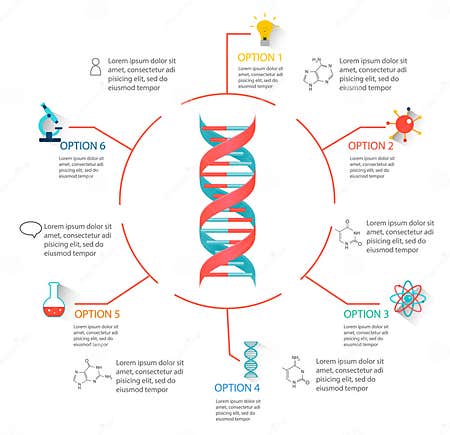 DNA structure infographic stock vector. Illustration of life - 54284760