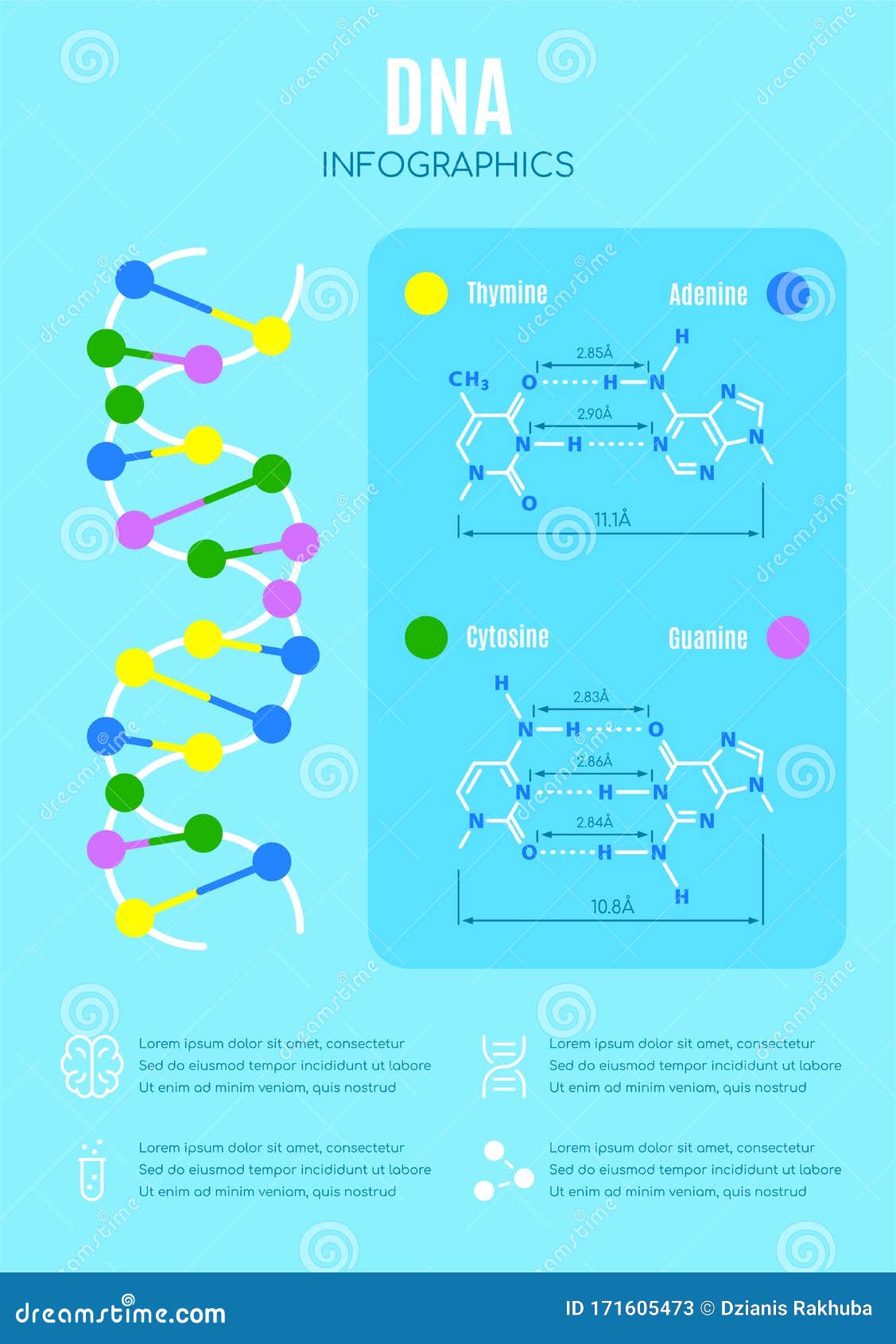 DNA Structure and Nucleotide Base, Education Vector Infographic Stock ...