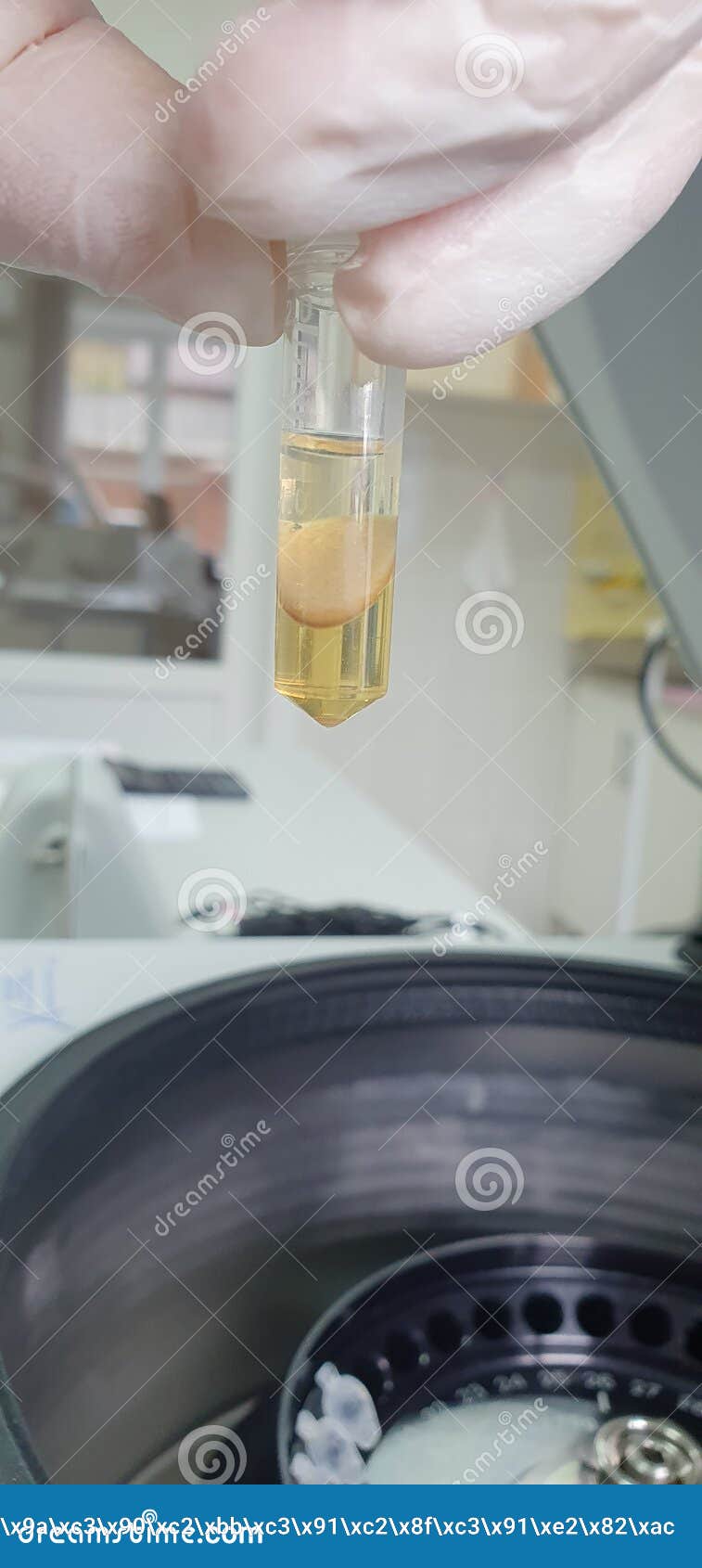 DNA study of pine wood stock photo. Image of table, tube - 266187670
