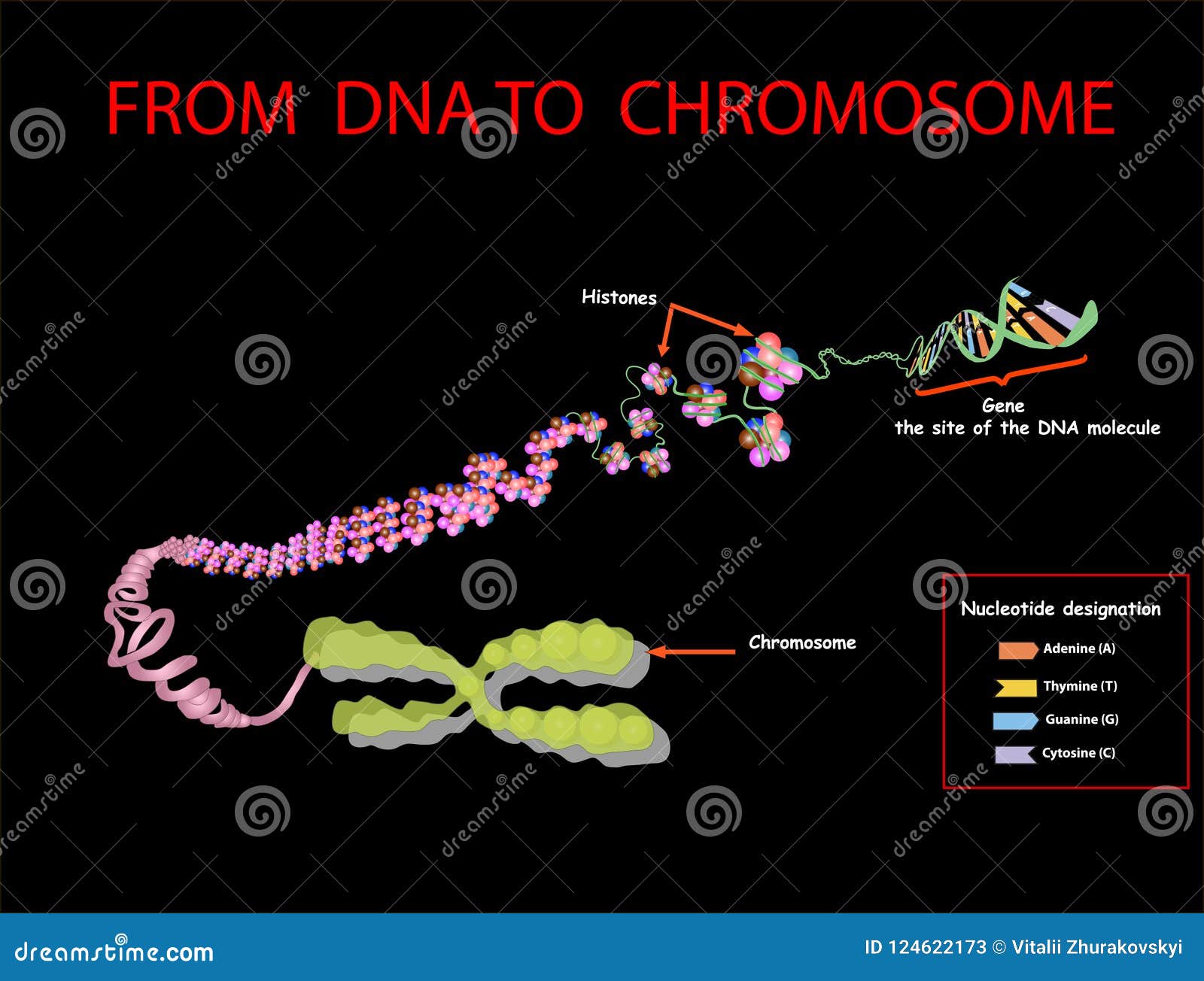 Genome Sequence. Chromosome And DNA Vector Illustration | CartoonDealer ...
