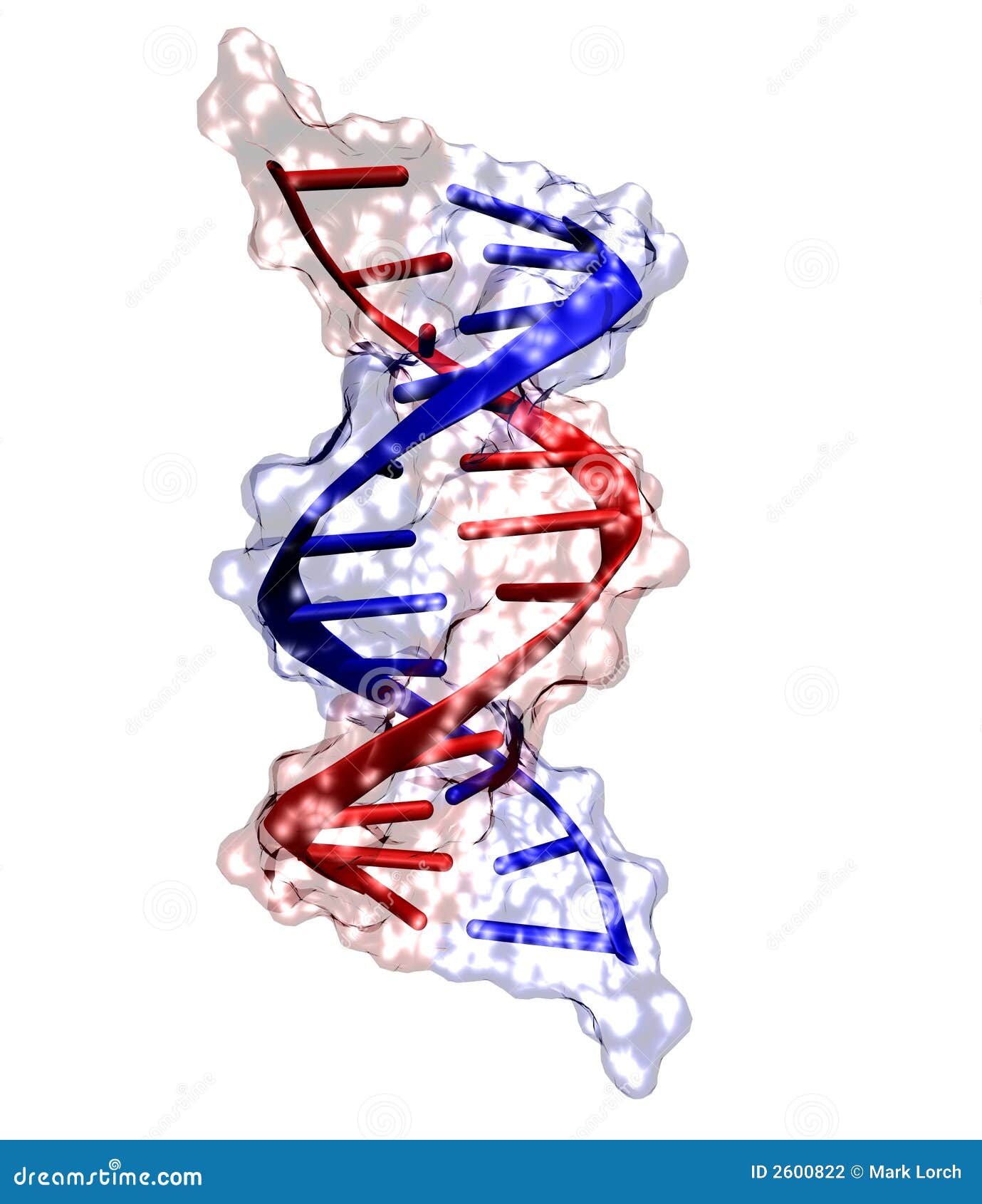 DNA on white stock illustration. Illustration of helix - 2600822