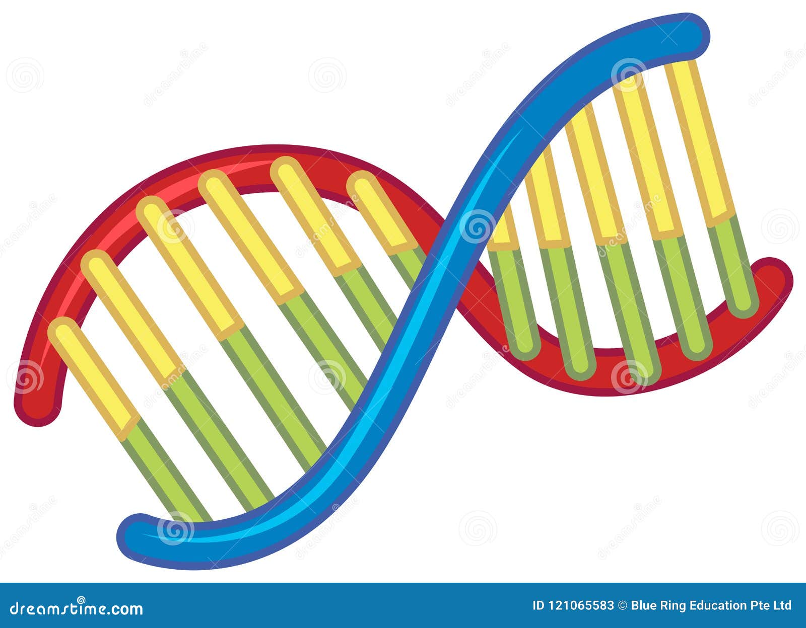 DNA on White Background stock vector. Illustration of line - 121065583