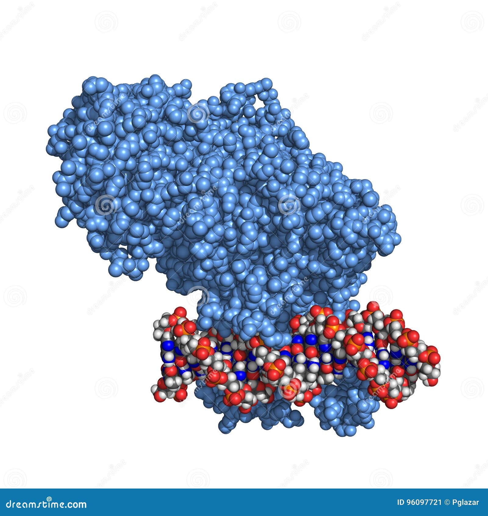 DNMT3 space-filling model stock illustration. Illustration of cytosine ...