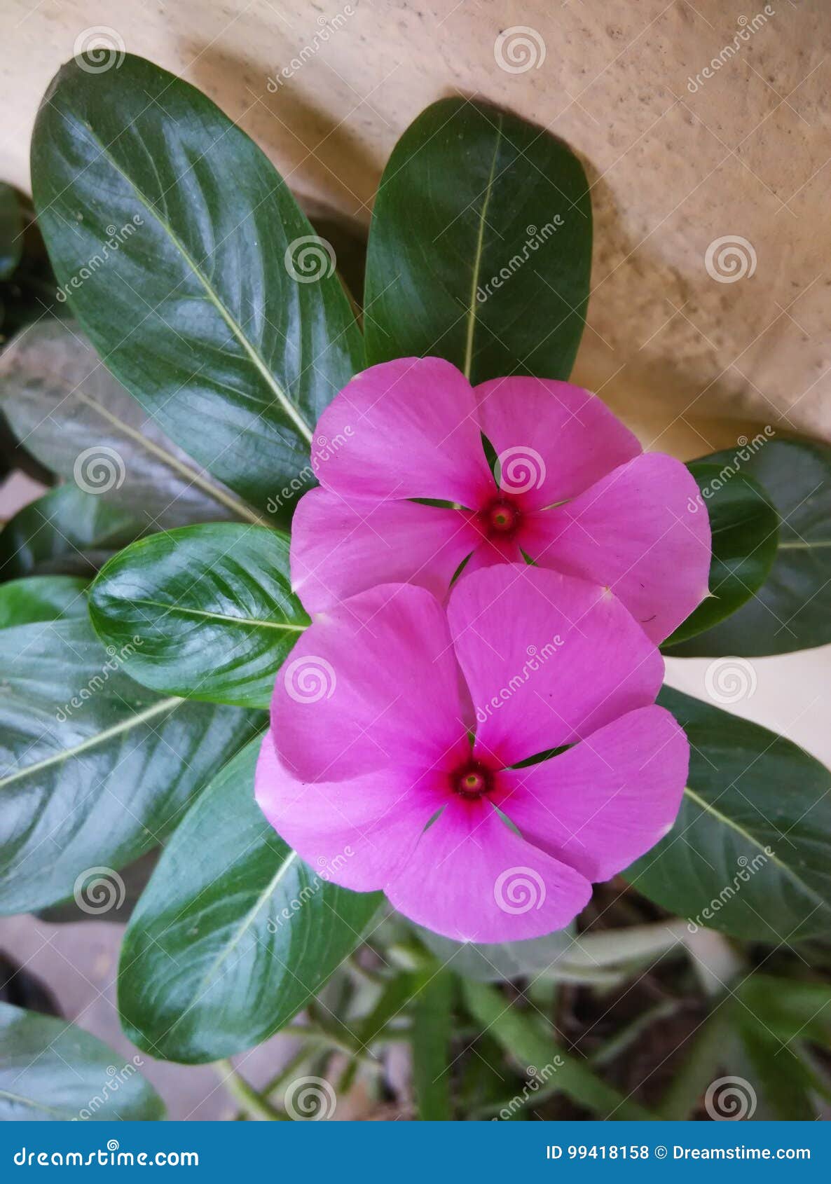 Do kali stock photo. Image of note, clicked, kali - 99418158