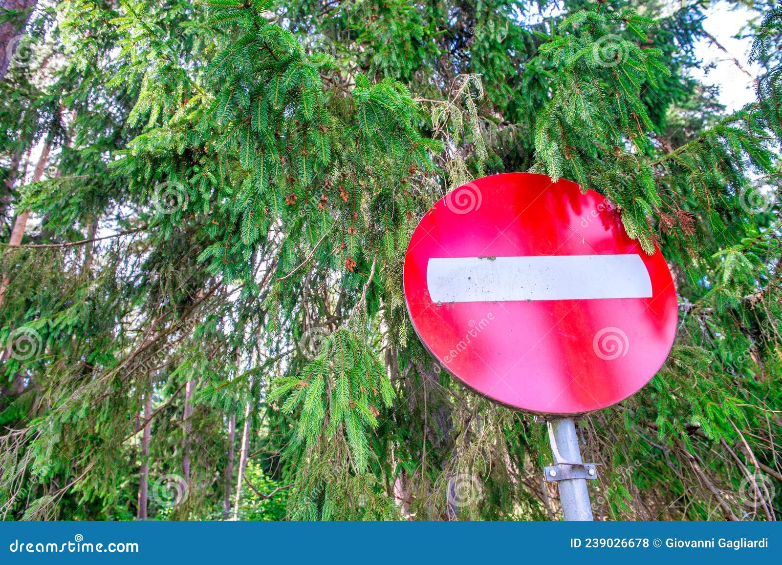 Do Not Enter Street Sign in Front of Forest Trees Stock Photo - Image ...
