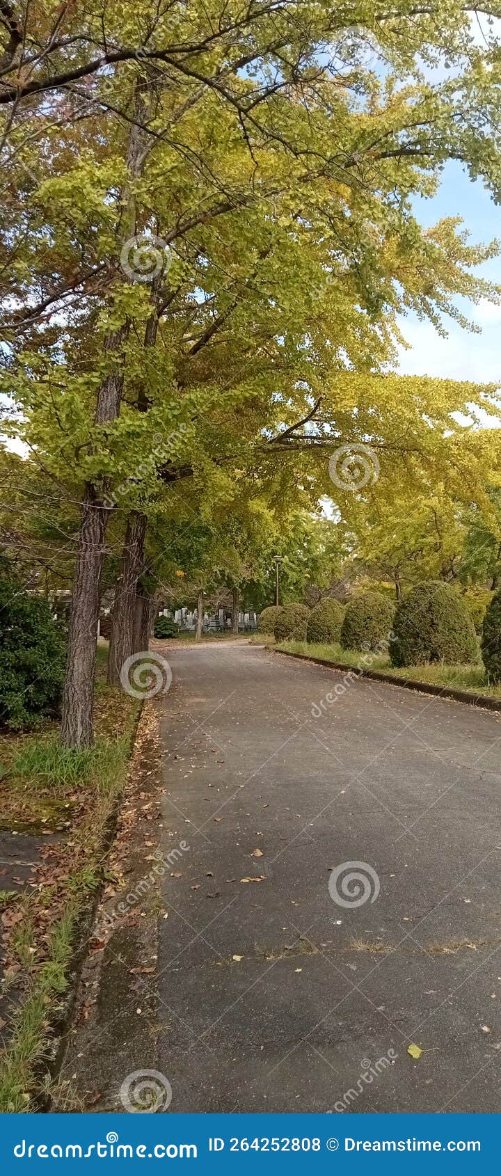 Do not fall as in autumn stock photo. Image of fall - 264252808