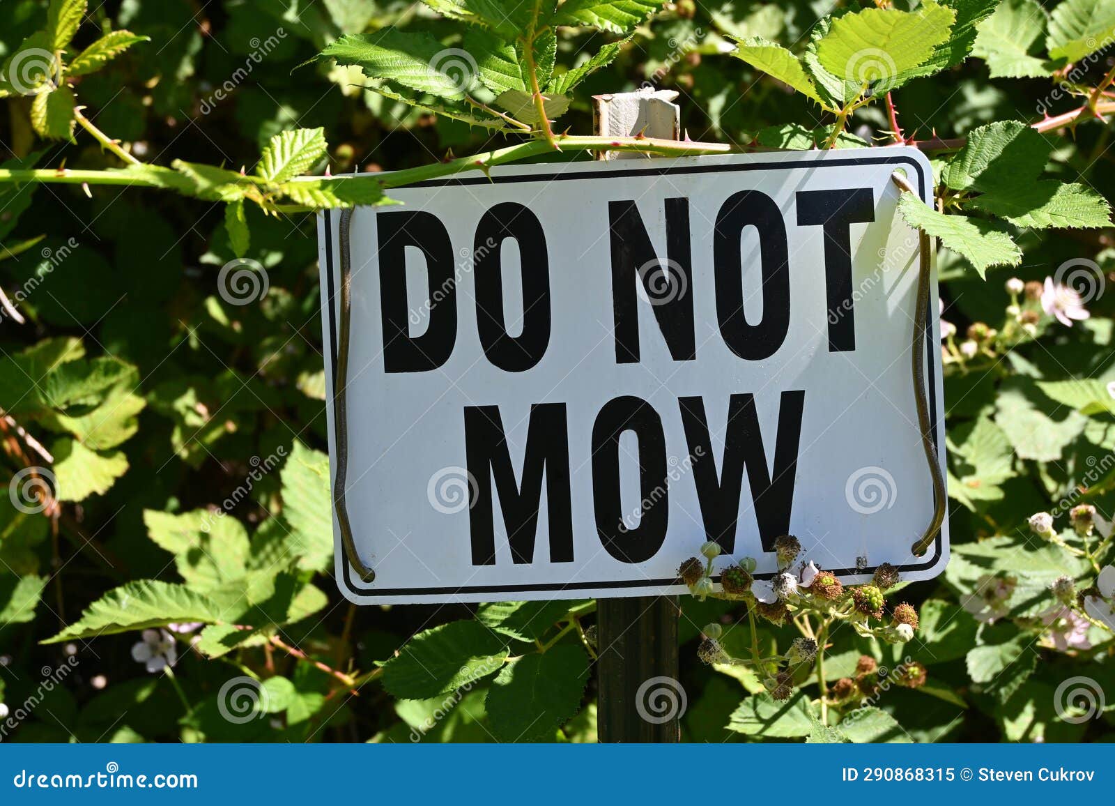 Do Not Mow Sign Surrounded by Vines Stock Image - Image of plant ...