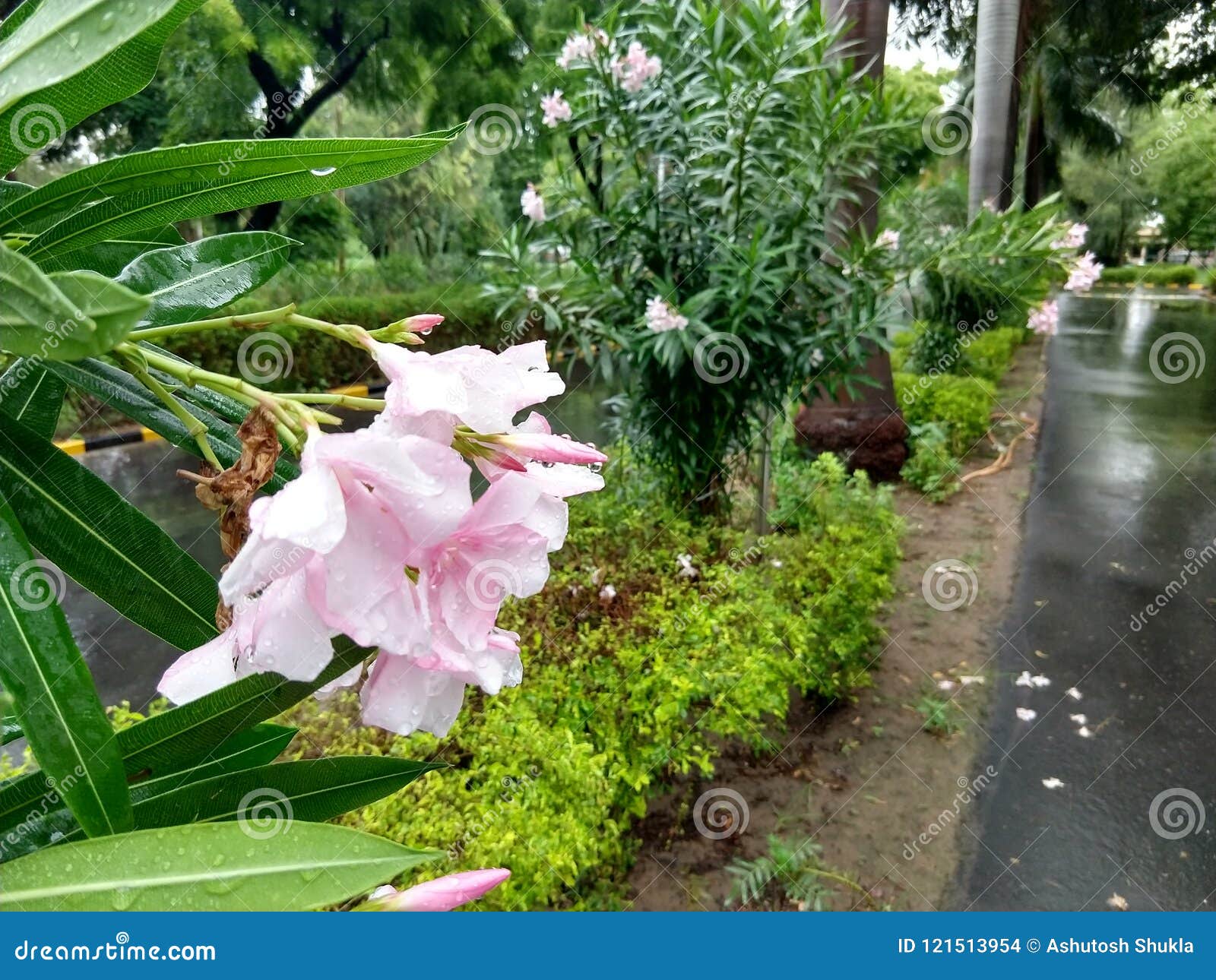 Karan flower stock photo. Image of zoom, water, flower - 121513954