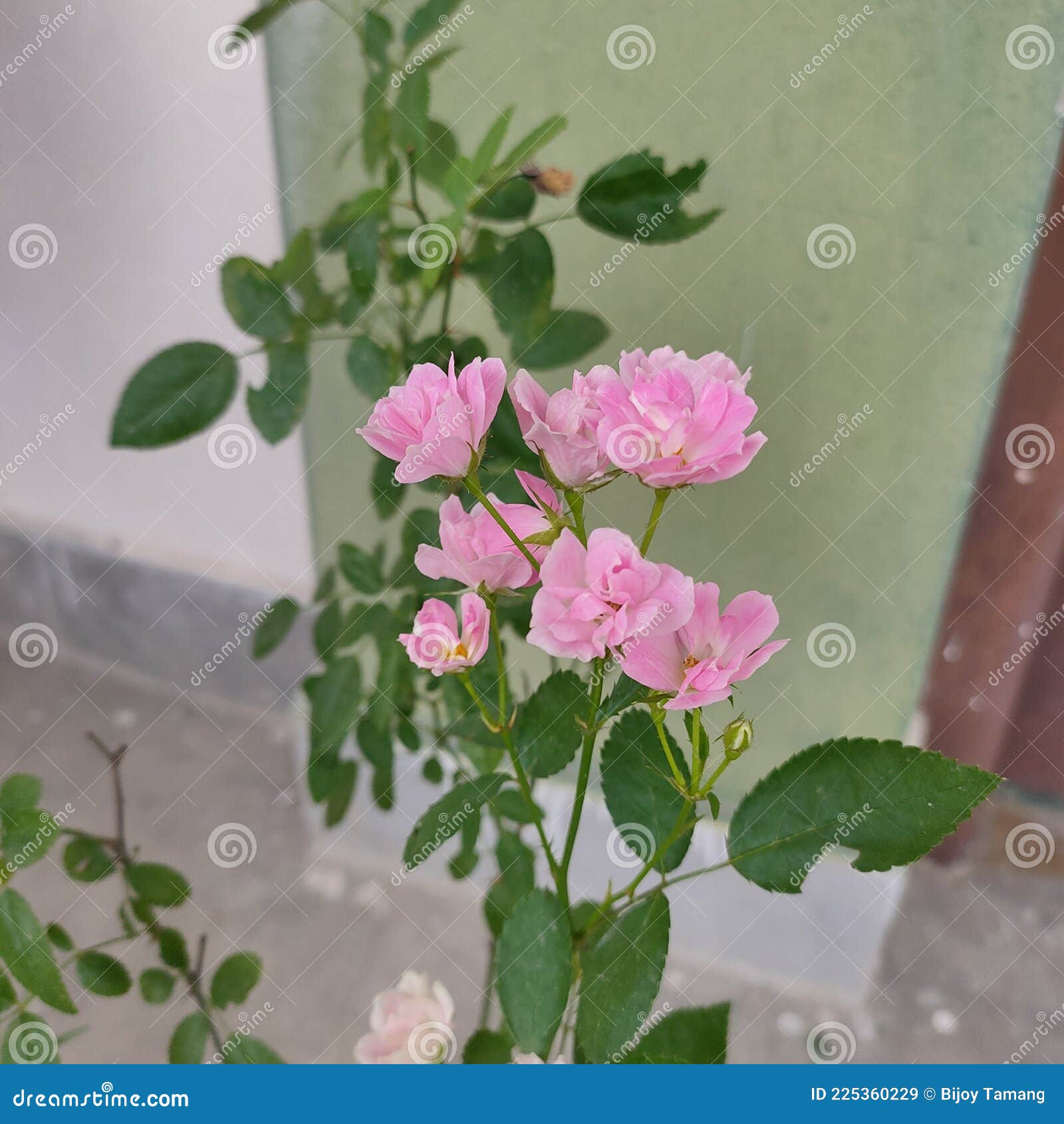 Dobam, 25-07-2021:a Beautiful Pink Cluster Rose. Stock Image - Image of ...