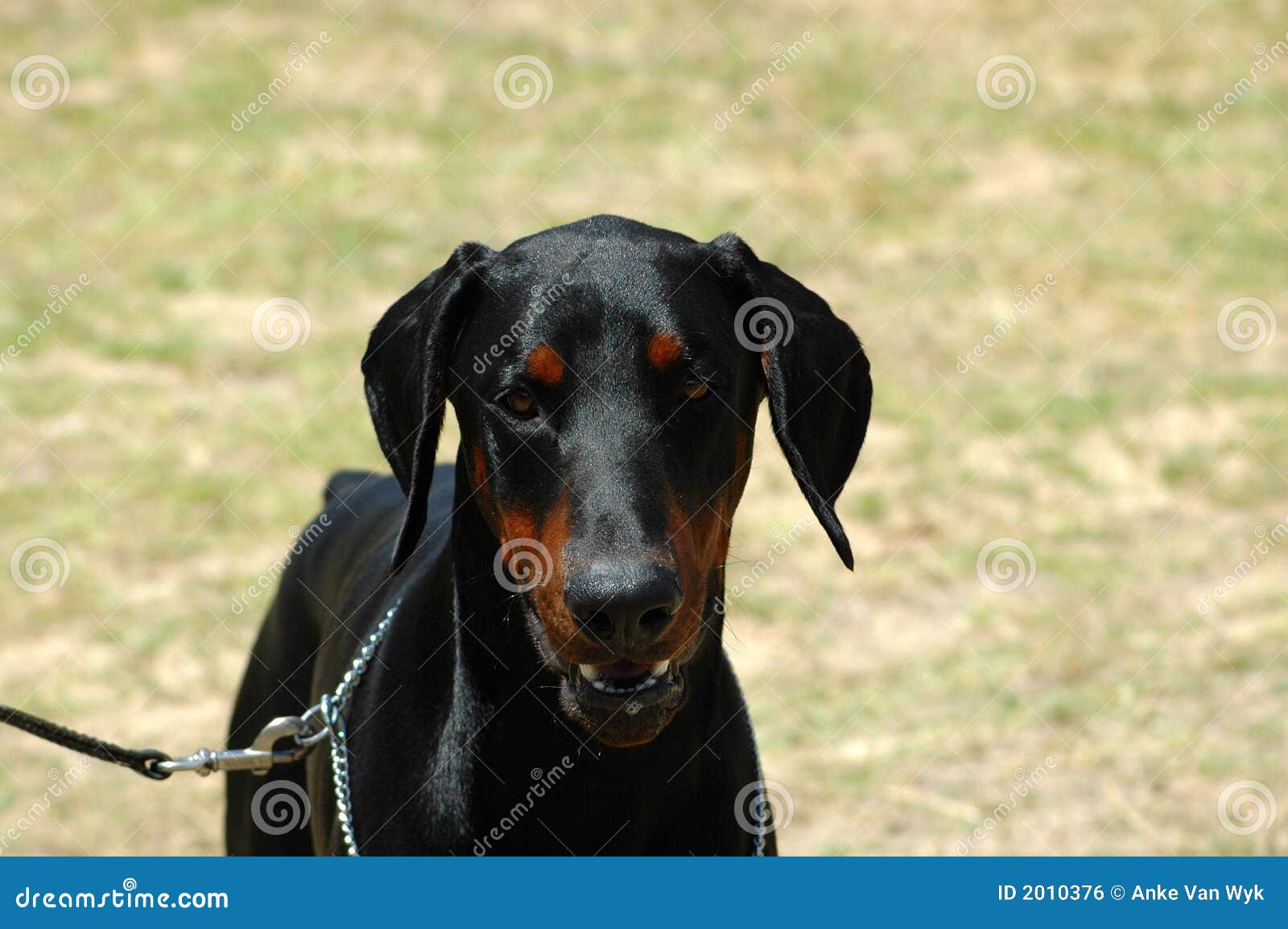 Doberman stock photo. Image of domestic, ears, faces, beautiful - 2010376