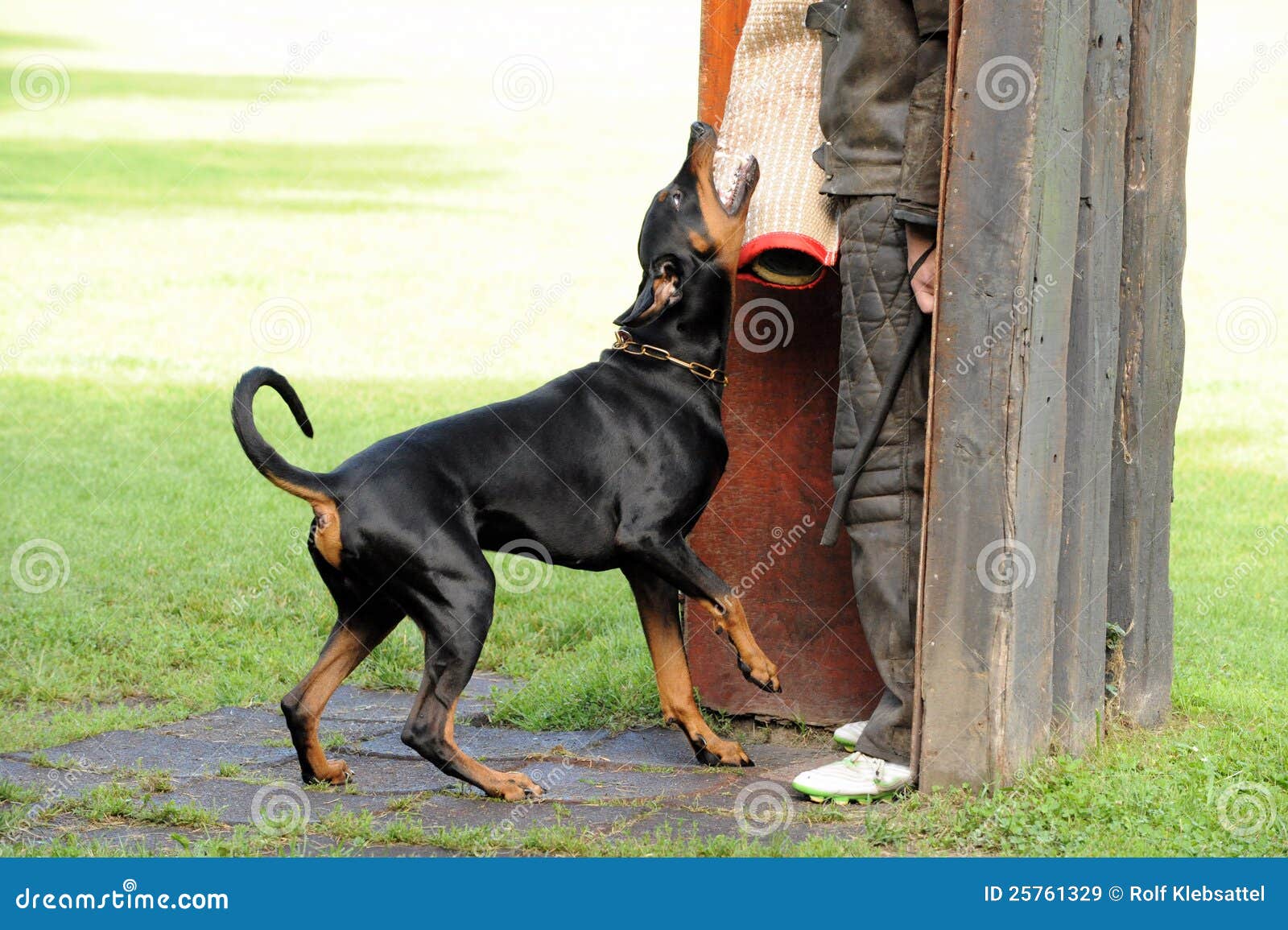 Doberman stock image. Image of grass, sheepdog, watch - 25761329