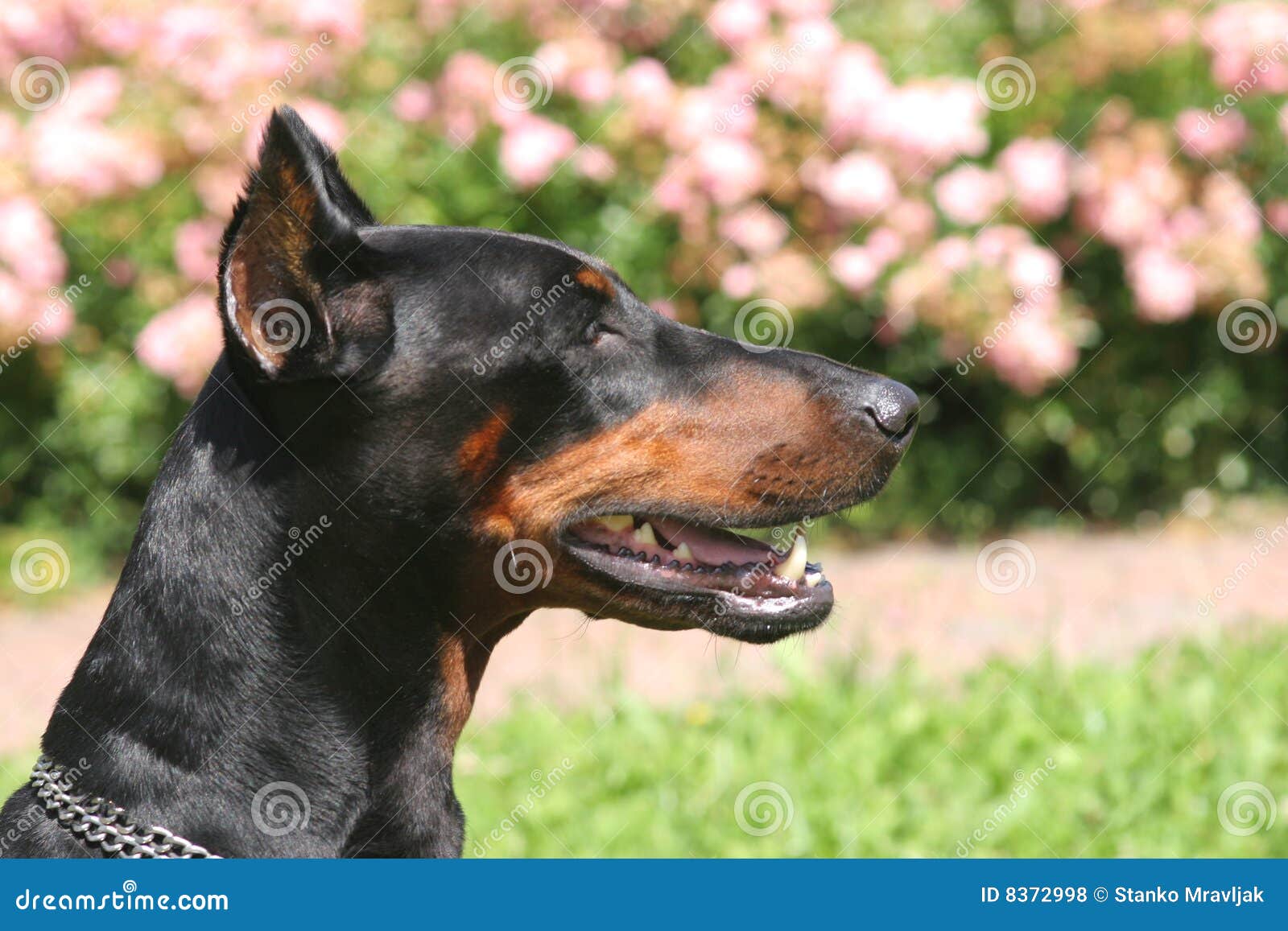 Doberman Pinscher Teeth