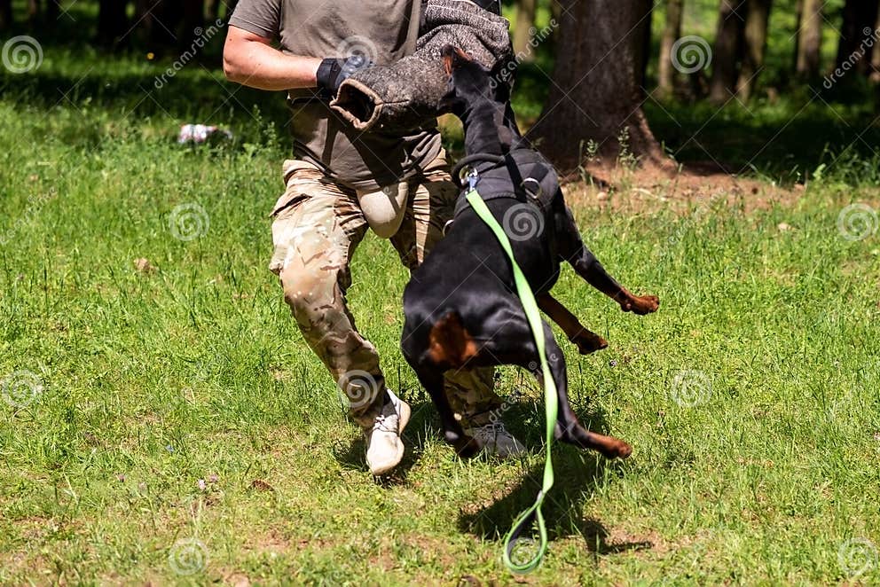 Doberman at an Aggression Training in the Forest. Stock Photo - Image ...