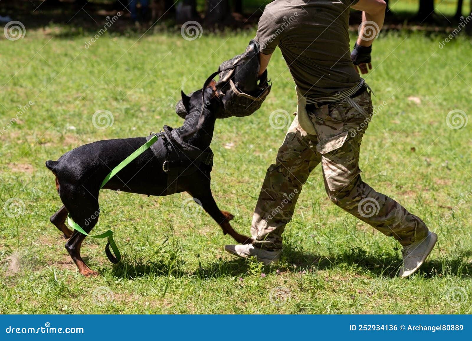 Doberman Attacking Dog Handler during Aggression Training. Stock Photo ...