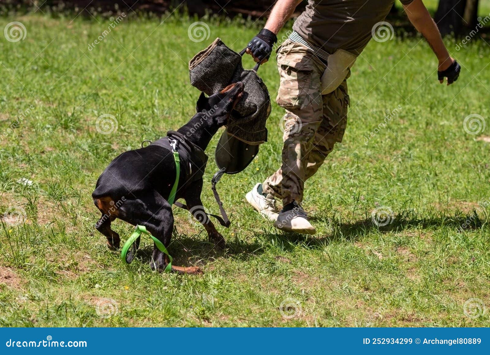 Doberman Attacking Dog Handler during Aggression Training. Stock Image ...