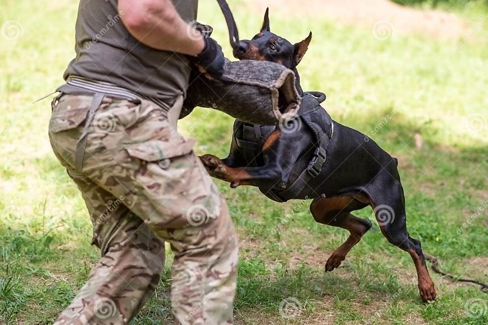 Doberman Attacking Dog Handler during Aggression Training. Stock Image ...