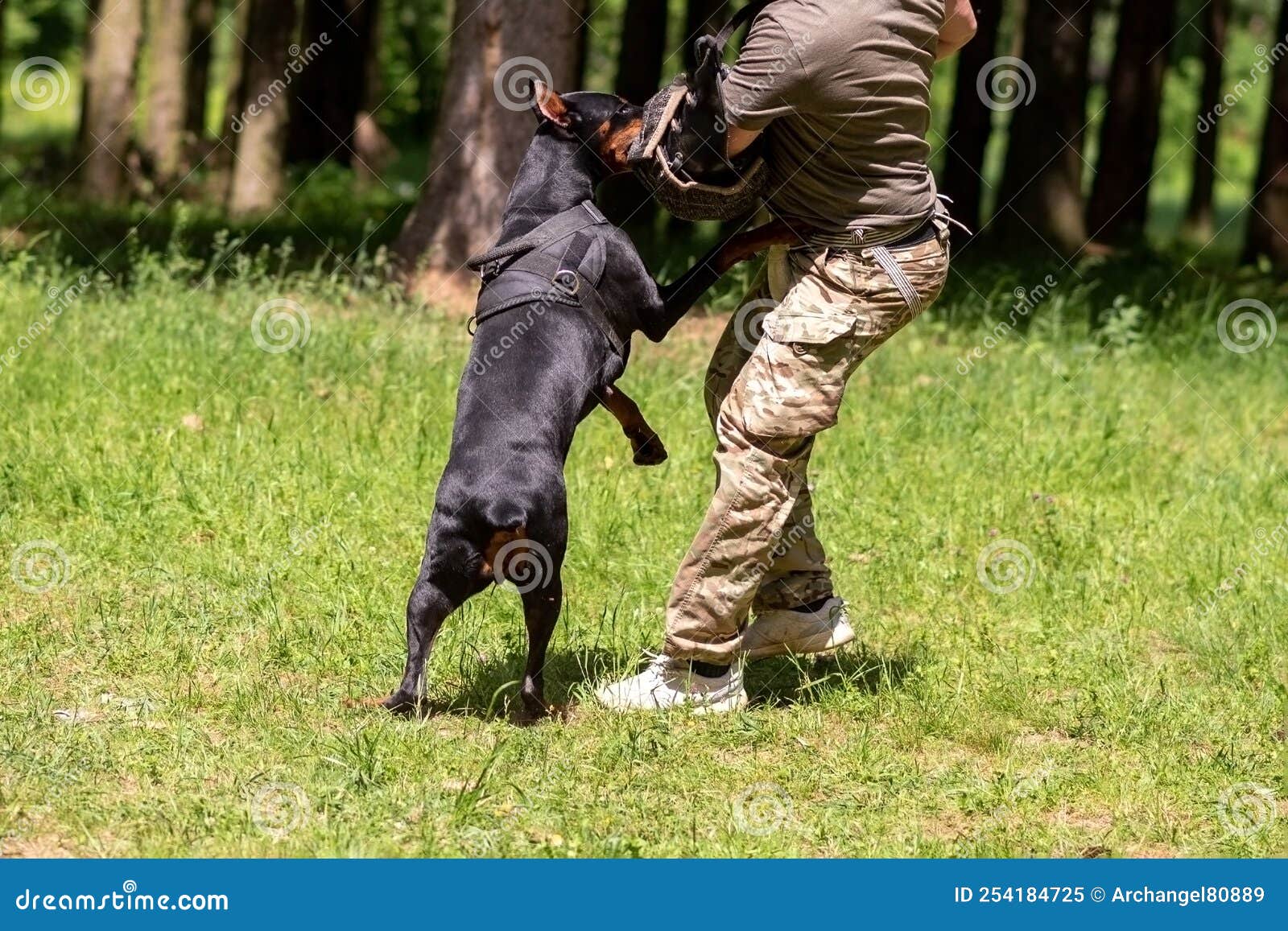 Doberman Attacking Dog Handler during Aggression Training. Stock Image ...